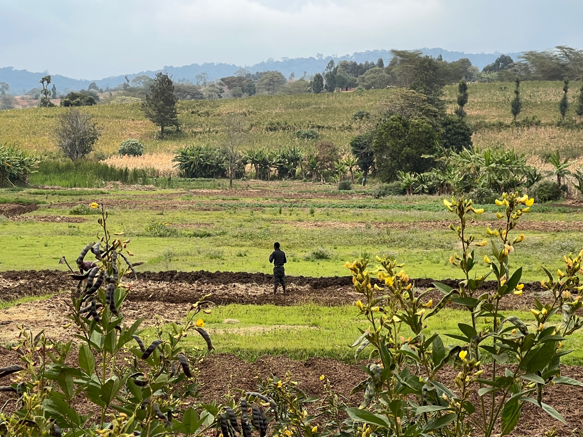 Great farmer expectations for the tricot approach in Tanzania’s ...