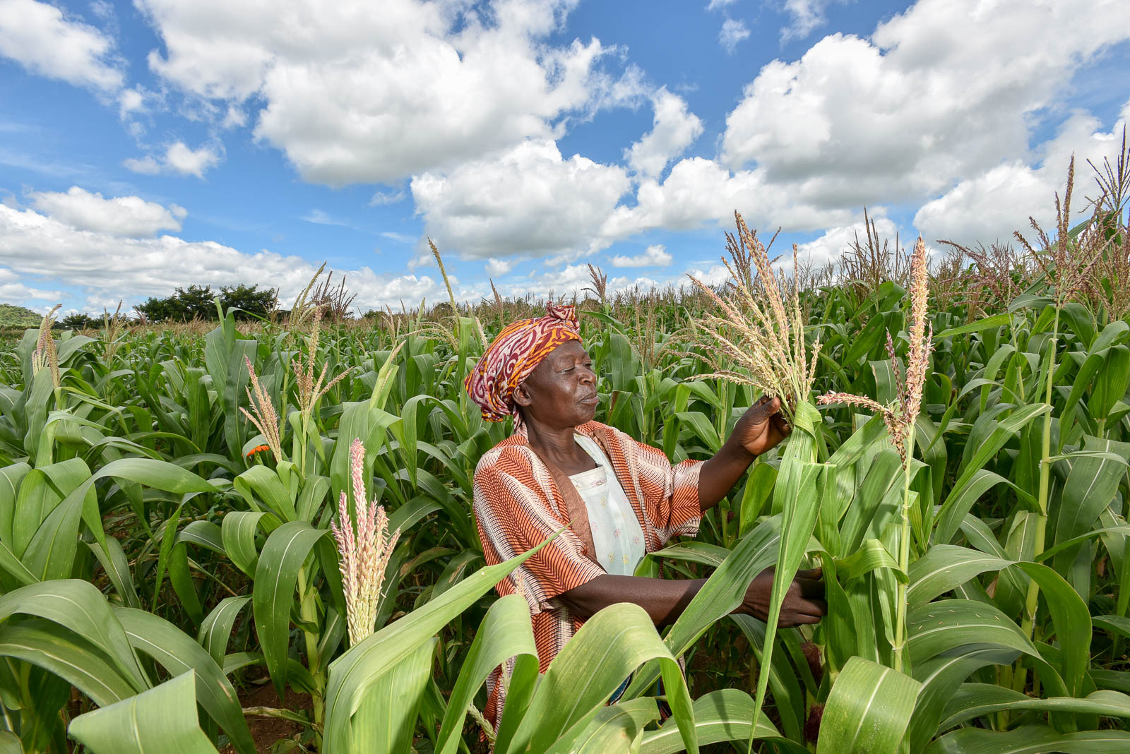 Improving the acceptability of new crop varieties using farmer-centered ...
