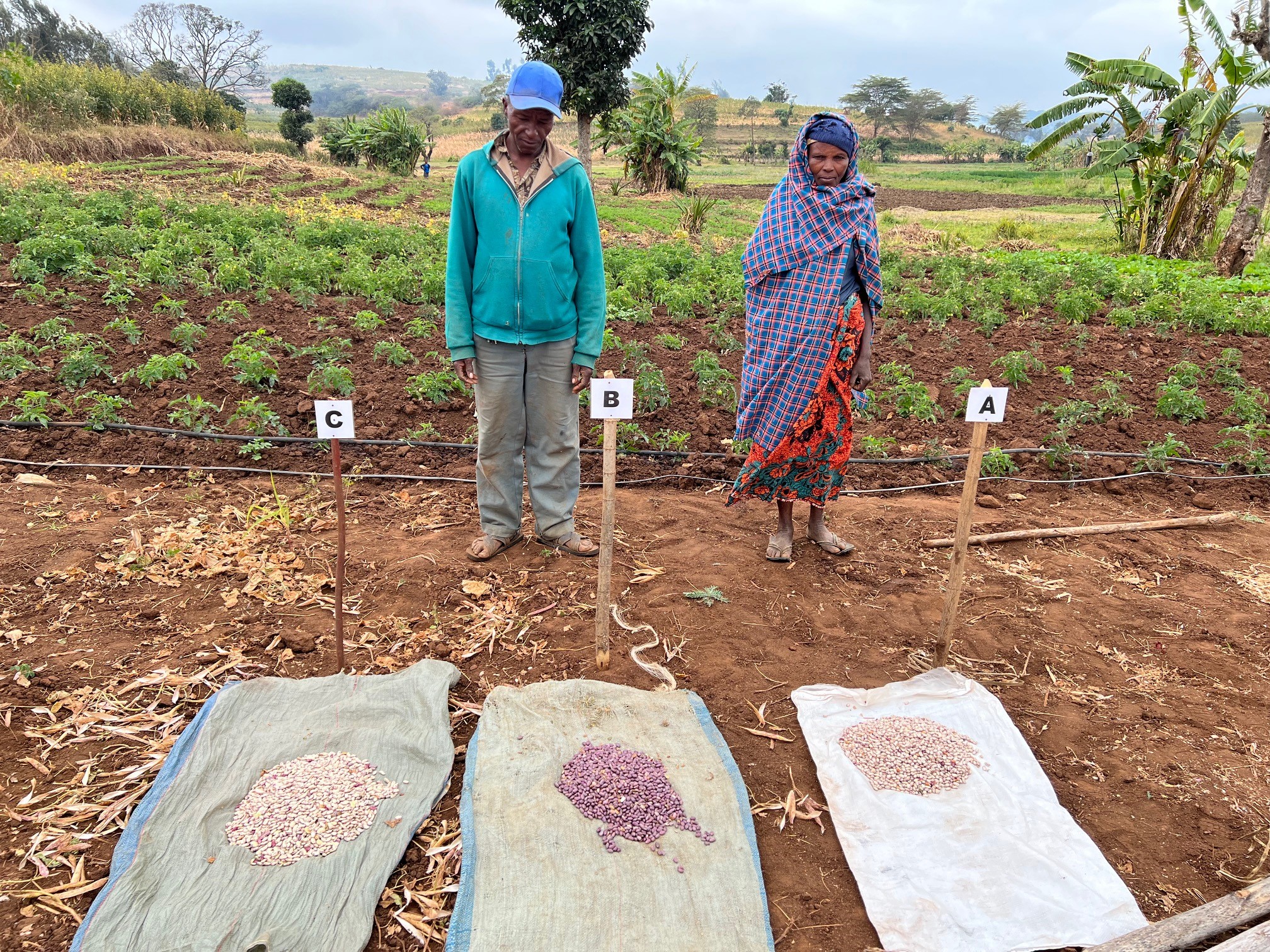Great farmer expectations for the tricot approach in Tanzania’s ...